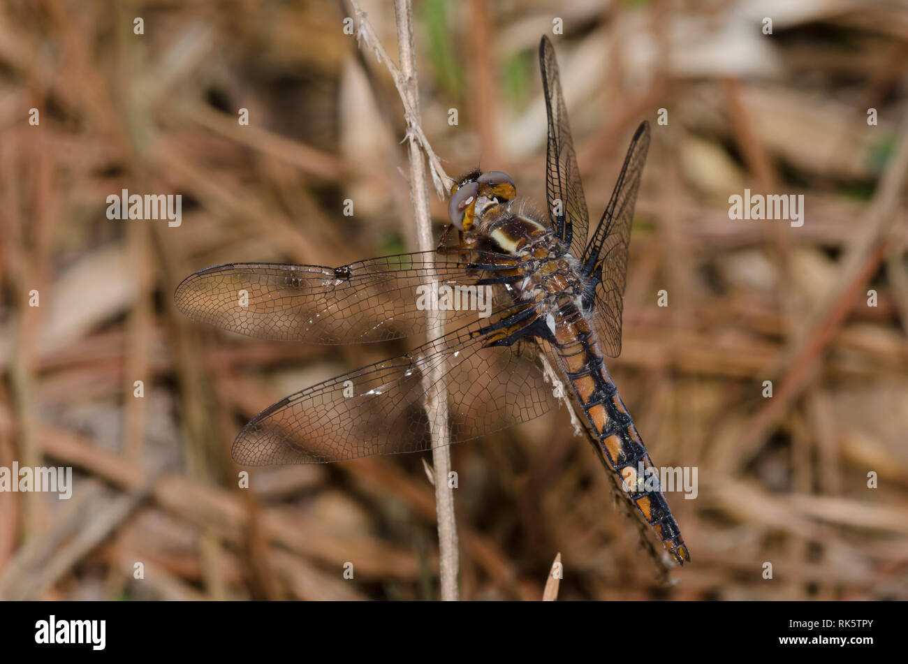 Blue Corporal, Ladona deplanata Stock Photo - Alamy