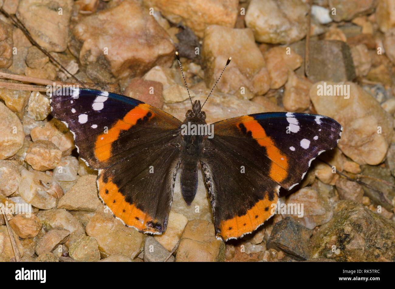 Red Admiral, Vanessa atalanta Stock Photo - Alamy