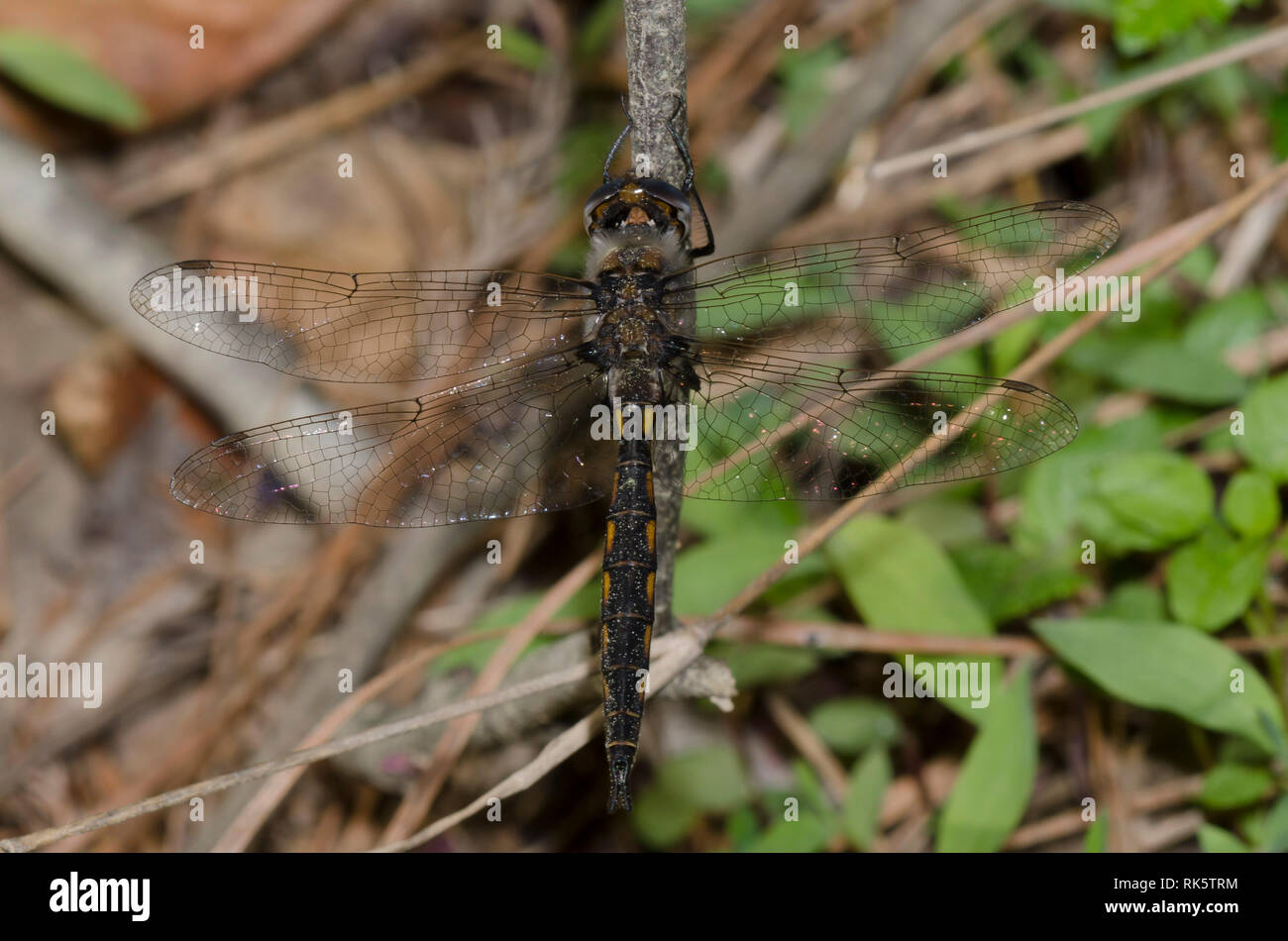 Common Baskettail, Epitheca cynosura, male Stock Photo - Alamy