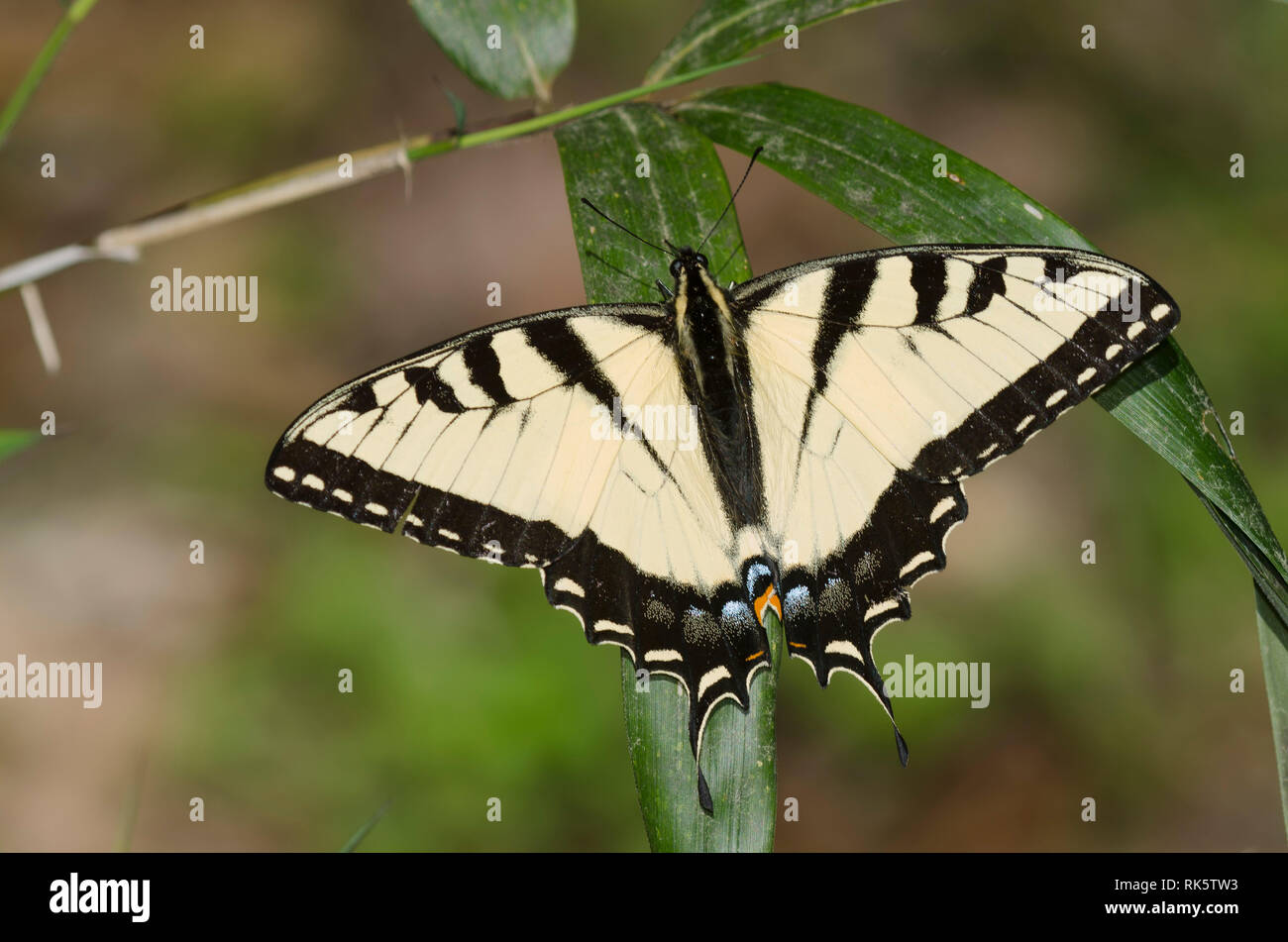 Male tiger swallowtail butterfly hi-res stock photography and images ...
