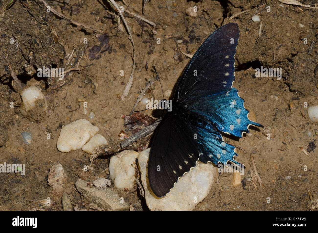 Pipevine Swallowtail, Battus philenor, male mud-puddling Stock Photo ...