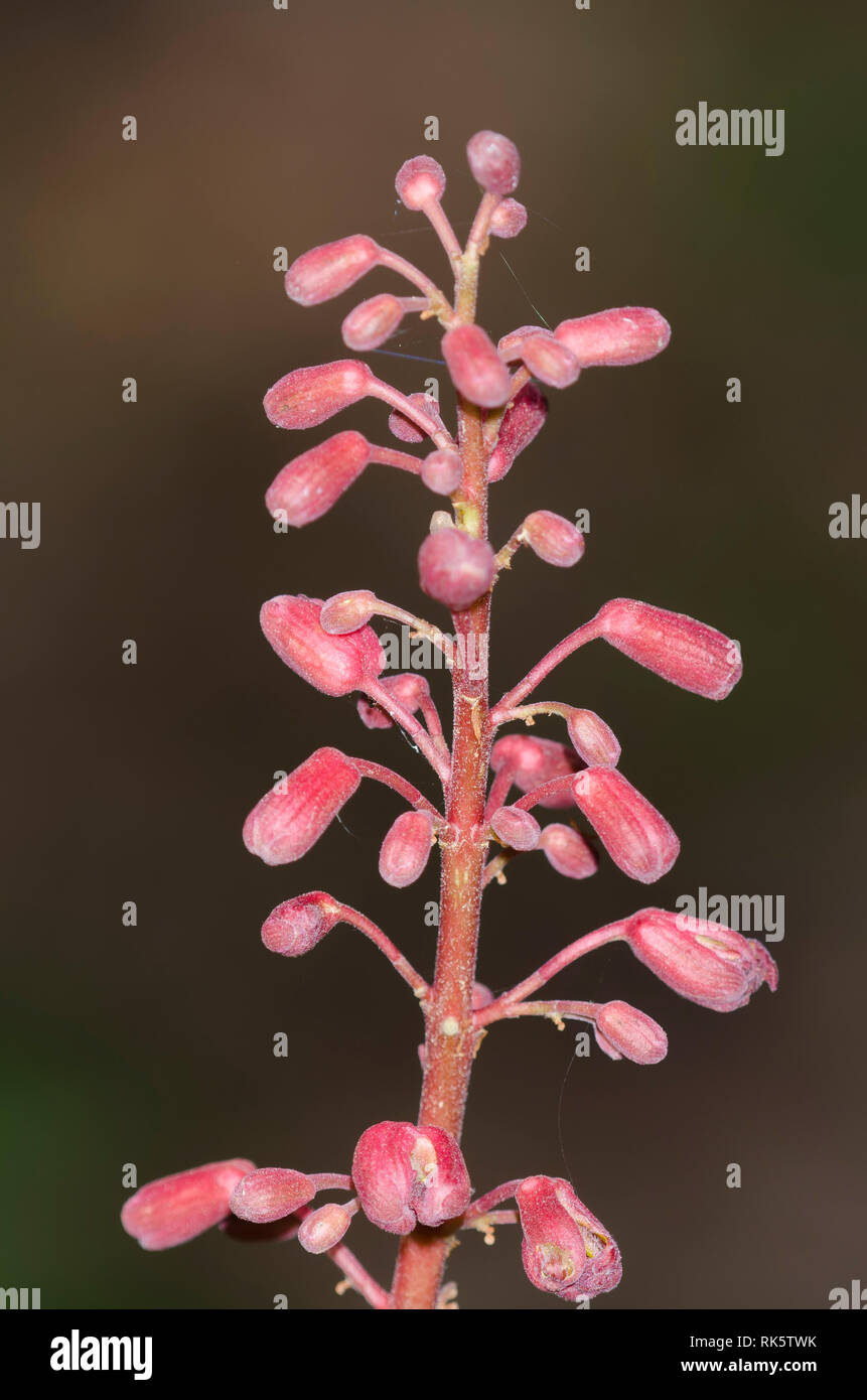 Red Buckeye, Aesculus pavia Stock Photo - Alamy