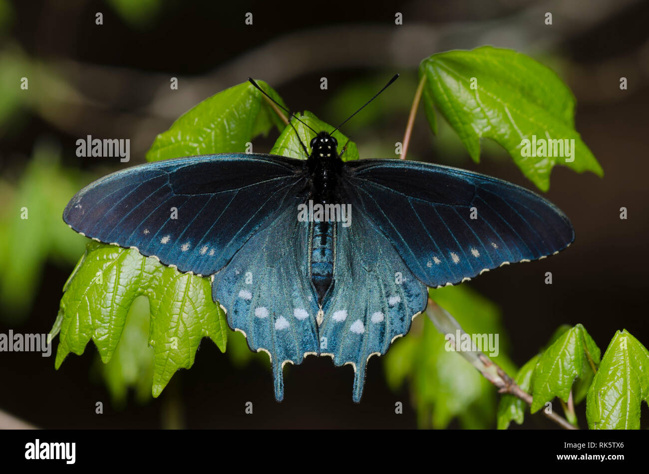 Pipevine Swallowtail, Battus philenor, male basking Stock Photo - Alamy