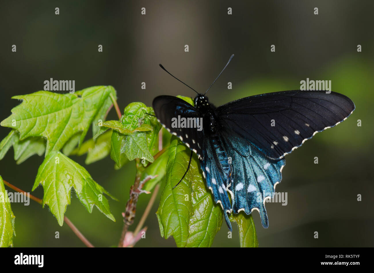 Pipevine Swallowtail, Battus philenor, male basking Stock Photo - Alamy