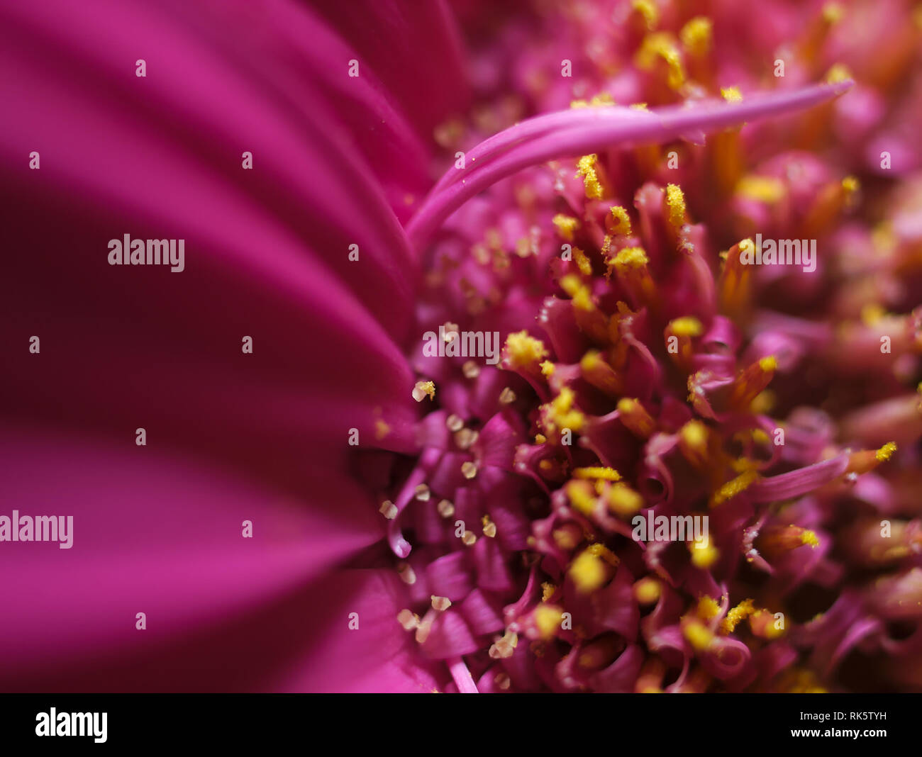 Close up photo of a pink daisy with yellow stamens Stock Photo - Alamy