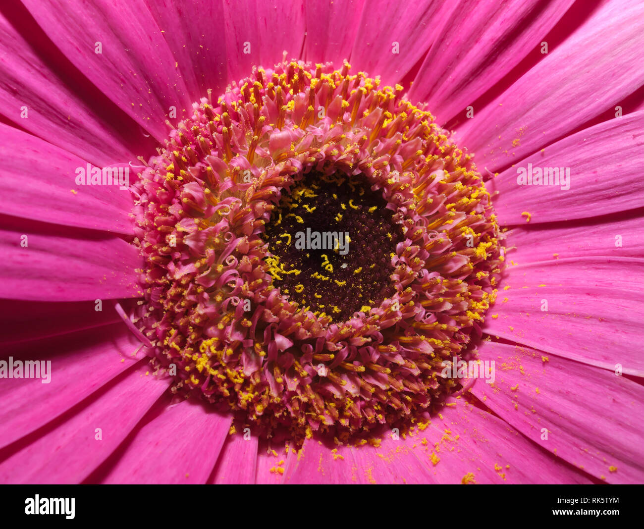 Close up photo of a pink daisy with yellow stamens Stock Photo - Alamy