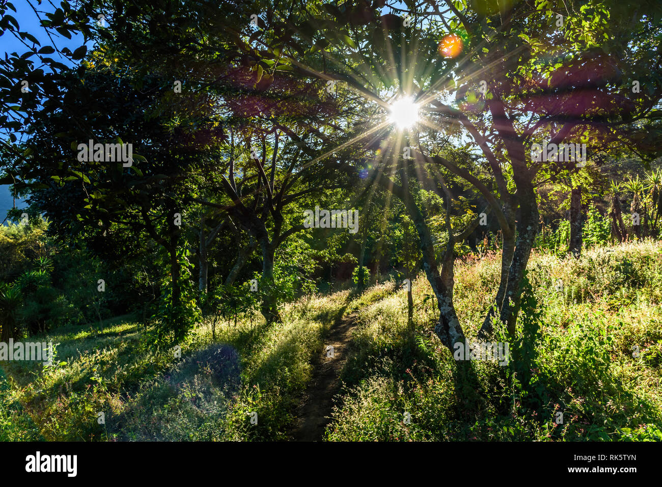 Dirt footpath in woodland countryside with sunburst through trees in ...