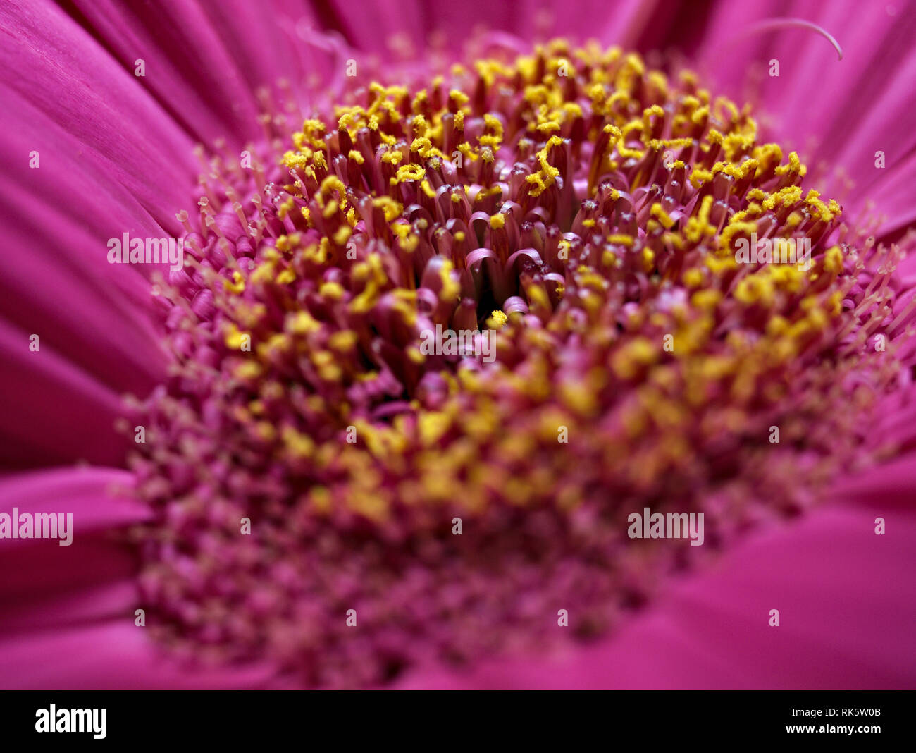 Close up photo of a pink daisy with yellow stamens Stock Photo - Alamy