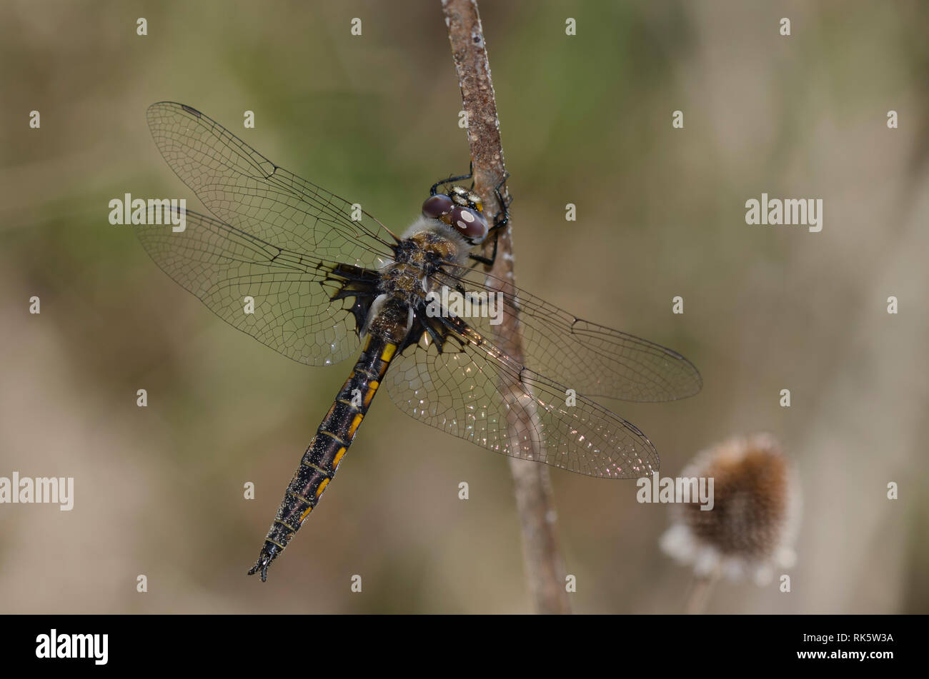 Cynosura hi-res stock photography and images - Alamy