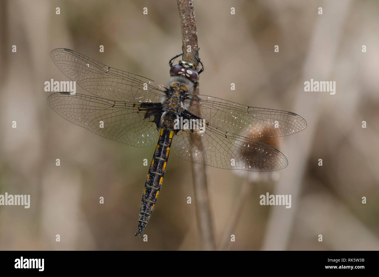 Cynosura hi-res stock photography and images - Alamy