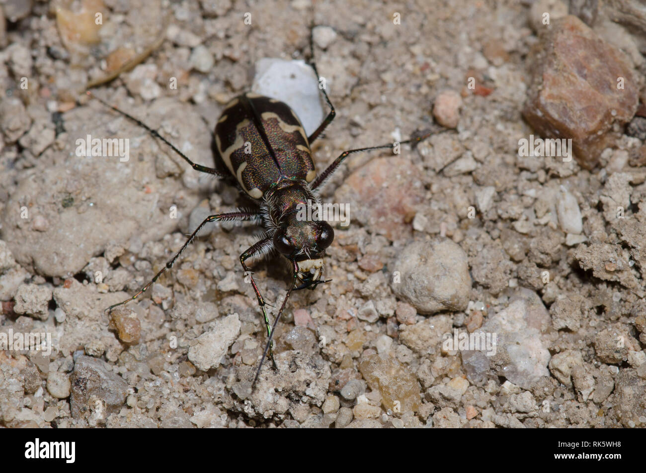 Bronzed Tiger Beetle, Cicindela repanda Stock Photo - Alamy