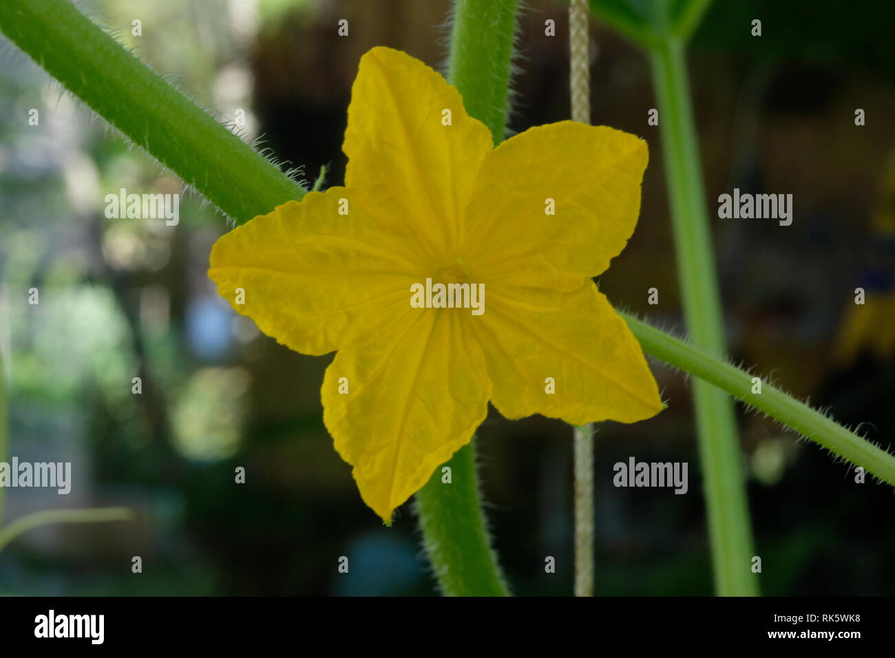 Yellow cucumber agriculture hi-res stock photography and images - Alamy
