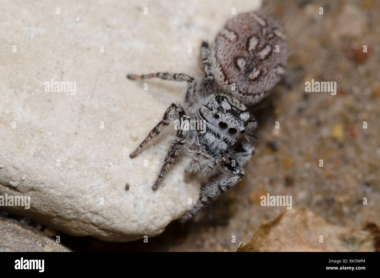 Jumping Spider, Phidippus mystaceus, gravid female Stock Photo - Alamy
