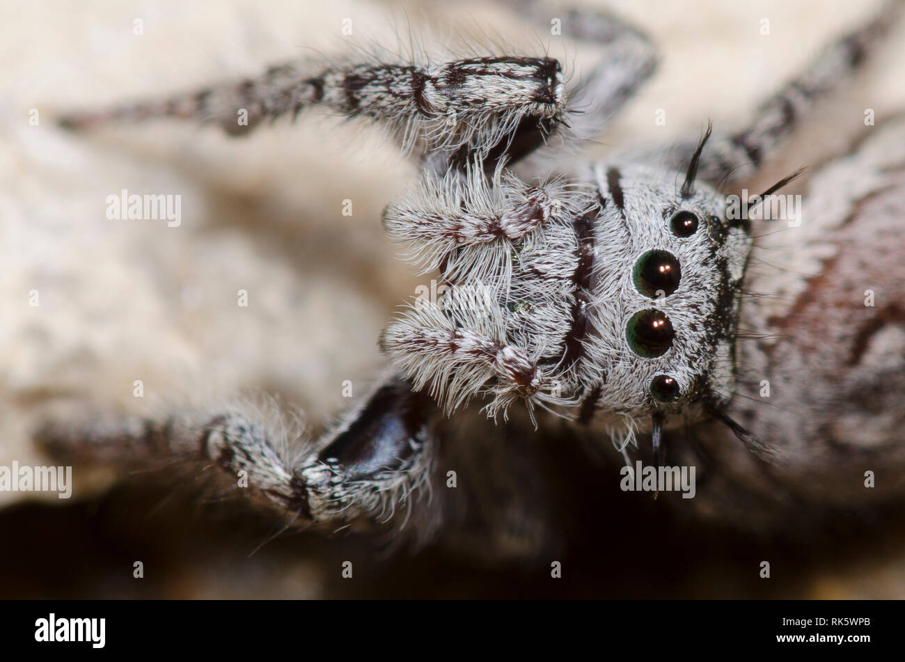 Gravid female hi-res stock photography and images - Alamy