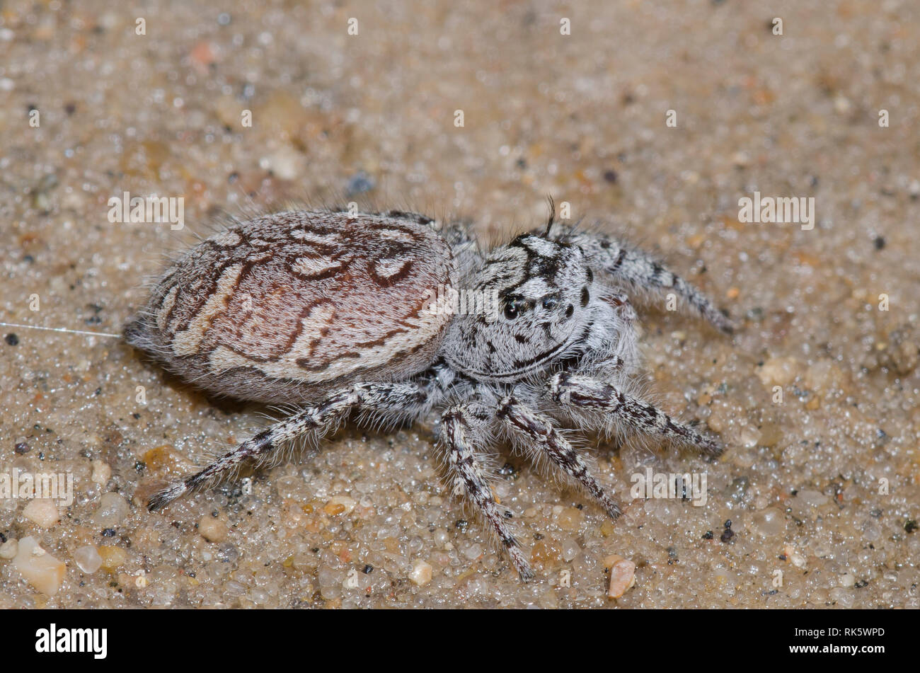 Jumping Spider, Phidippus mystaceus, gravid female Stock Photo - Alamy