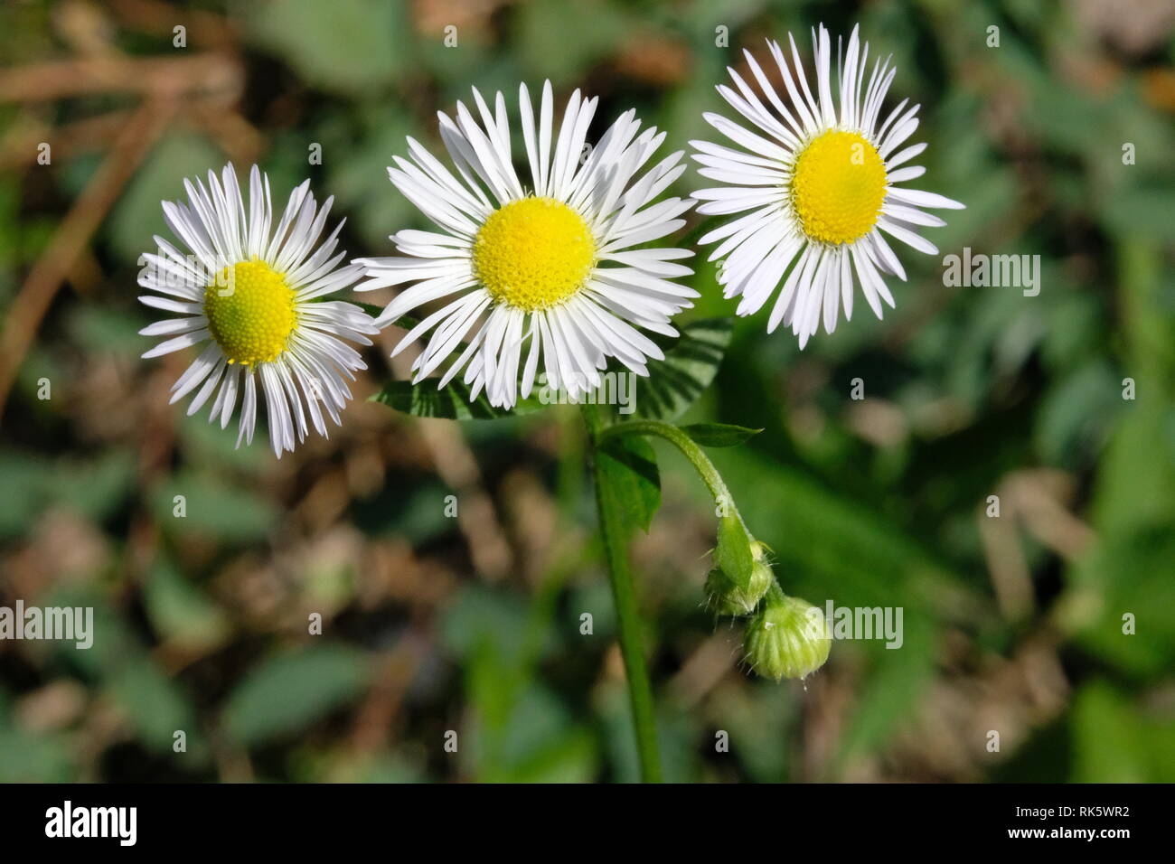 Three daisy flowers and a sprout Stock Photo - Alamy