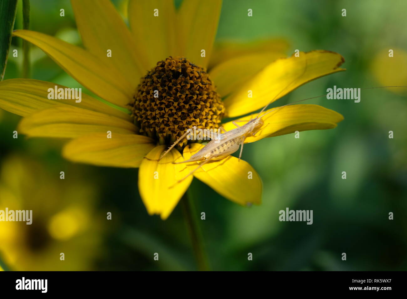 Insects sunbathing hi-res stock photography and images - Alamy