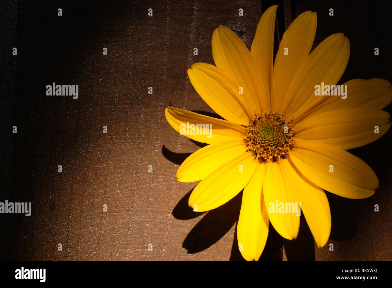 Yellow Daisy Background