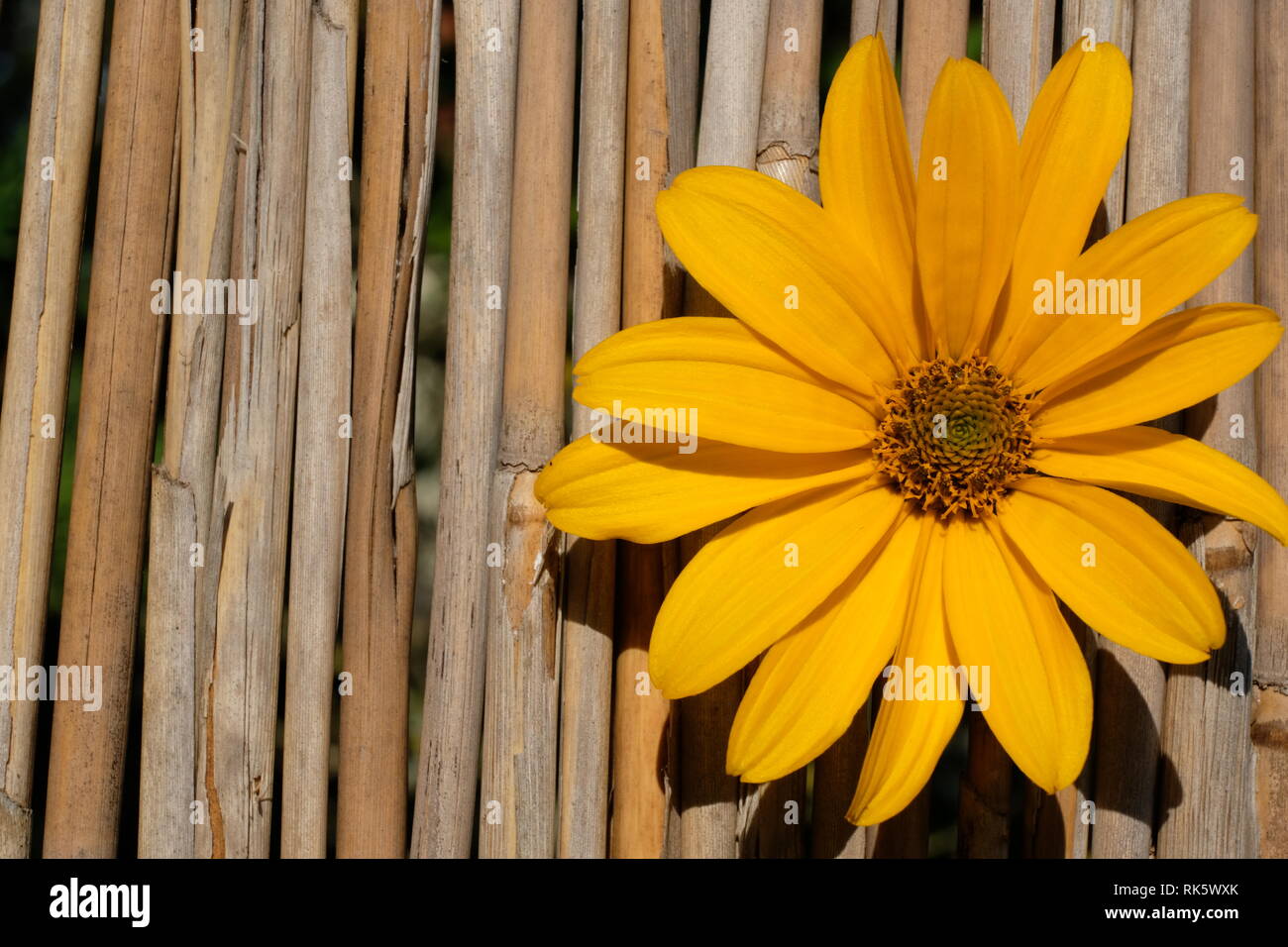 Reed cane background with yellow daisy flower Stock Photo - Alamy
