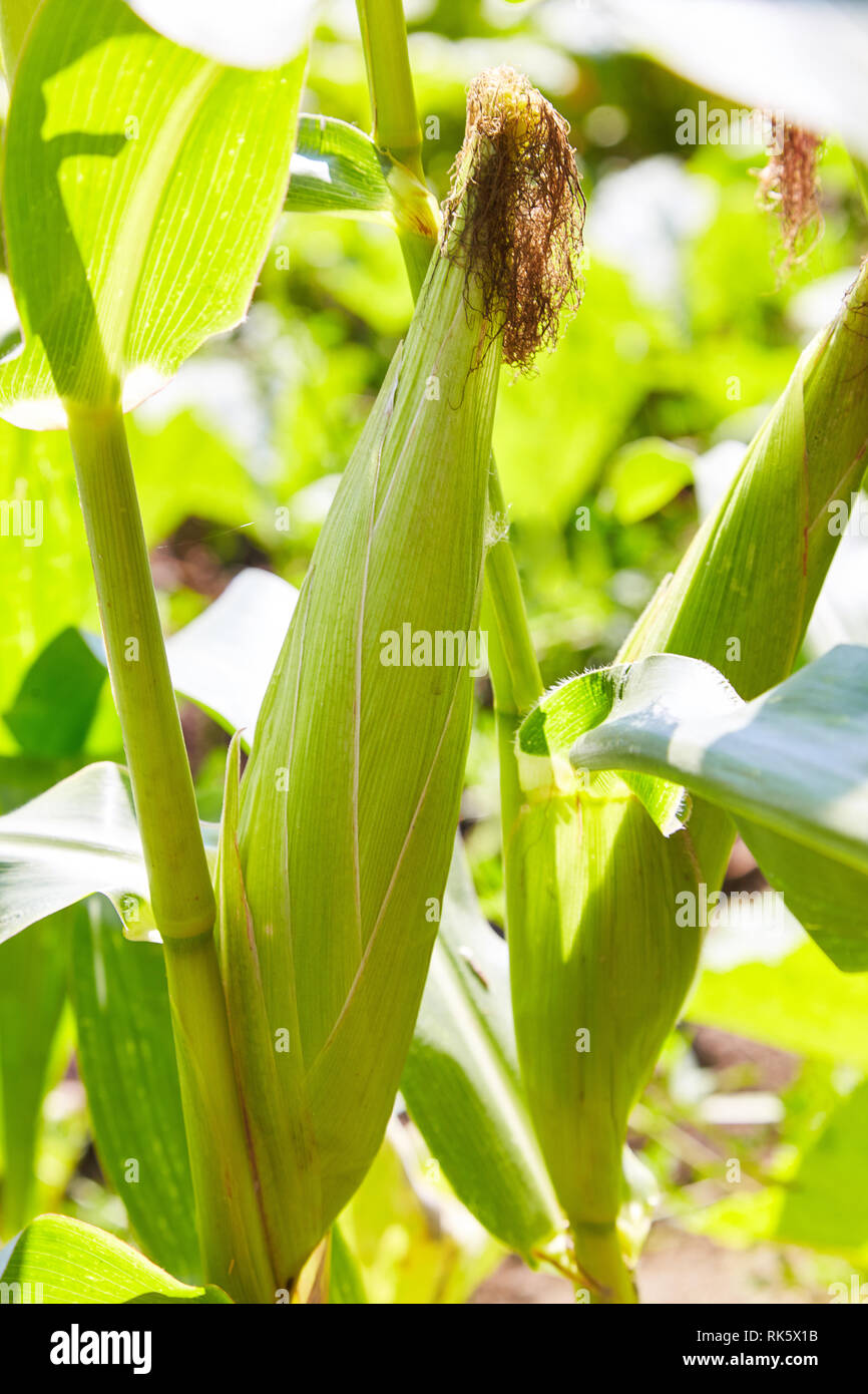 Zea mays Linn , Sweet corn in the field. Corn silks, i.e. female ...