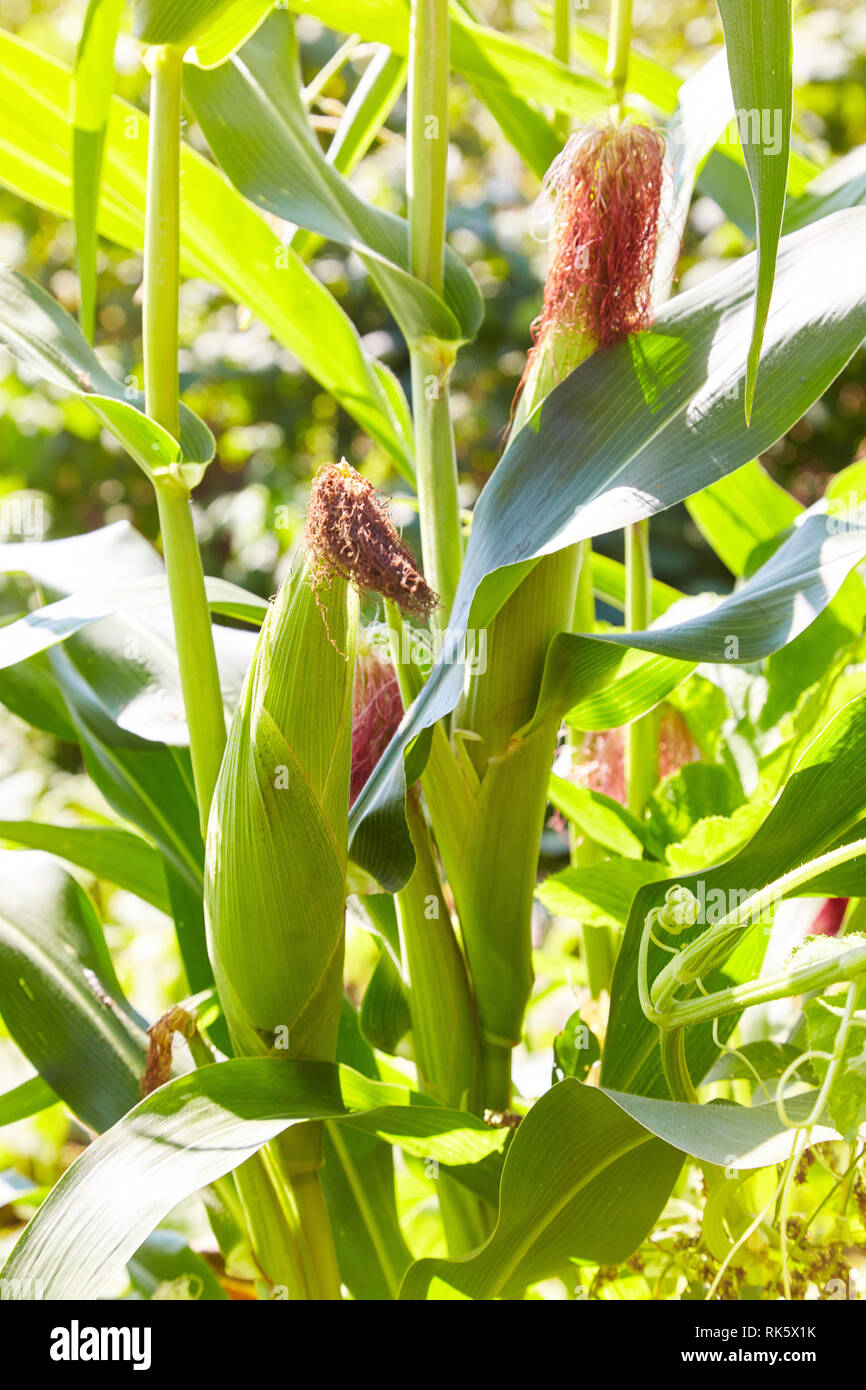 Zea mays female flowers hi-res stock photography and images - Alamy