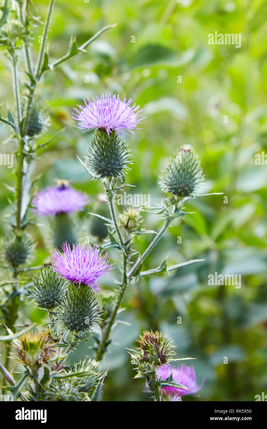 Cirsium vulgare, Spear thistle, Bull thistle, Common thistle, short ...