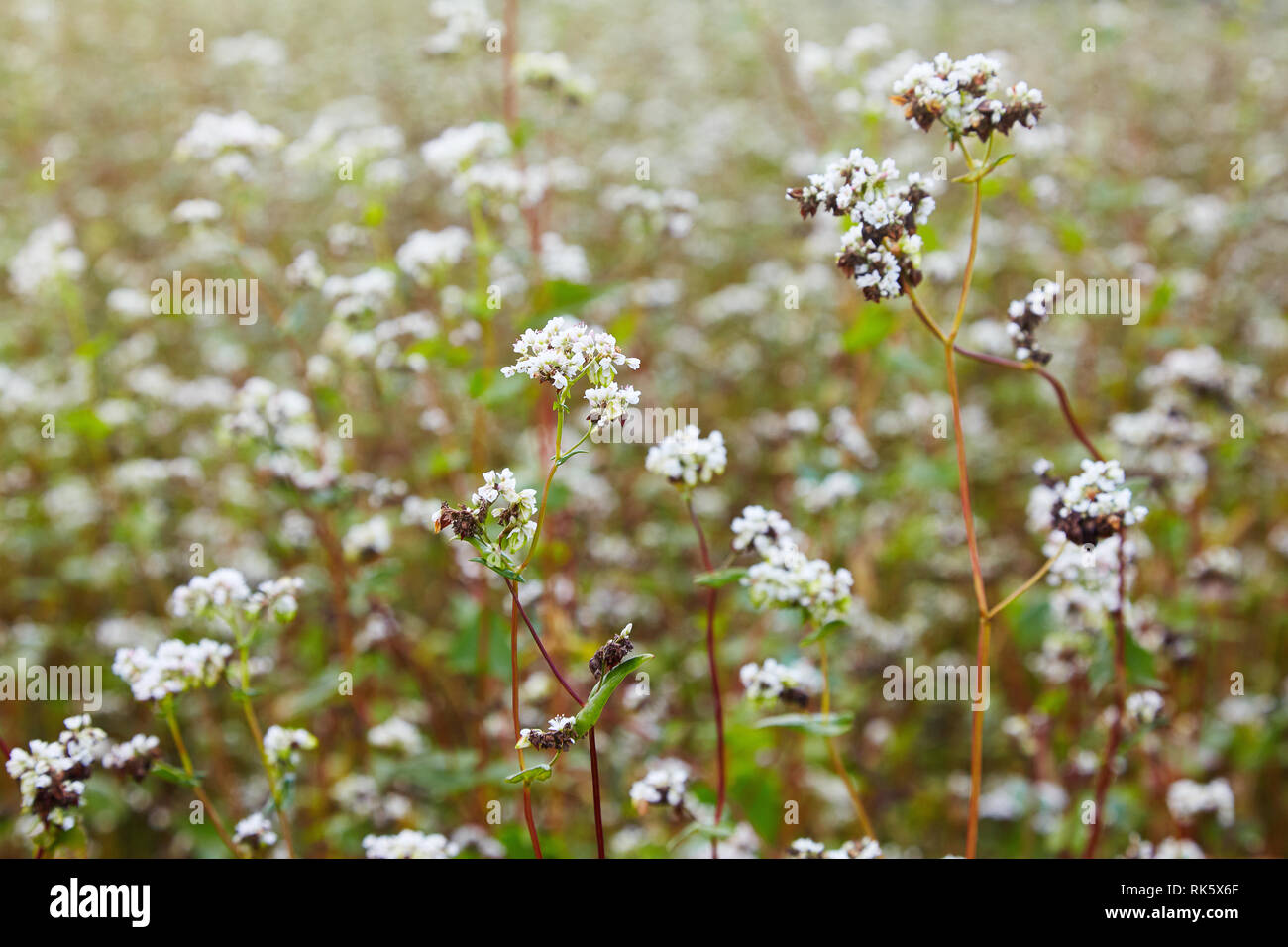 Flowering growing buckwheat plant in agricultural field. Flowering ...