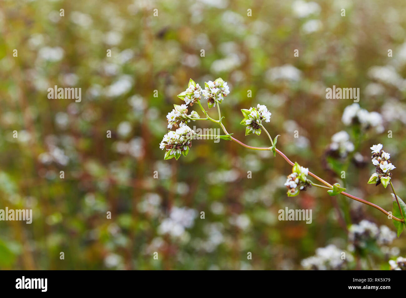 Flowering growing buckwheat plant in agricultural field. Flowering ...