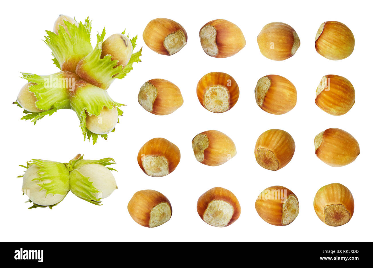Fresh wild forest hazelnuts (Corylus avellana) collection isolated on a ...