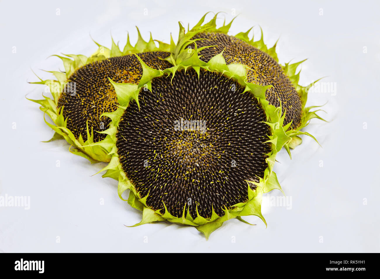 Sunflower with ripe seeds isolated on white background. Heads with ...