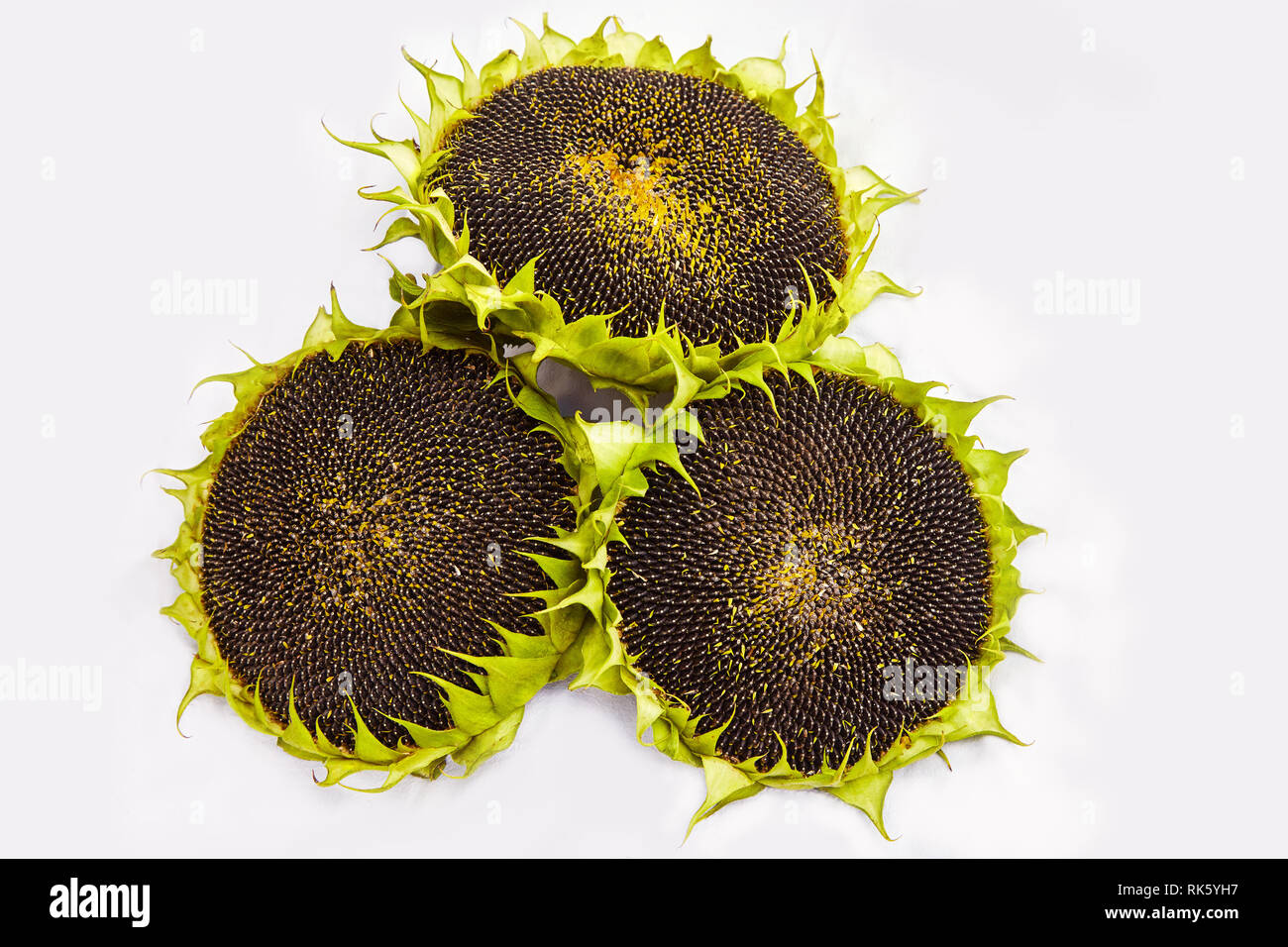 Sunflower with ripe seeds isolated on white background. Heads with ...