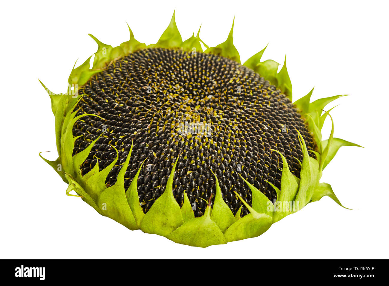 Sunflower with ripe seeds isolated on white background. Heads with ...