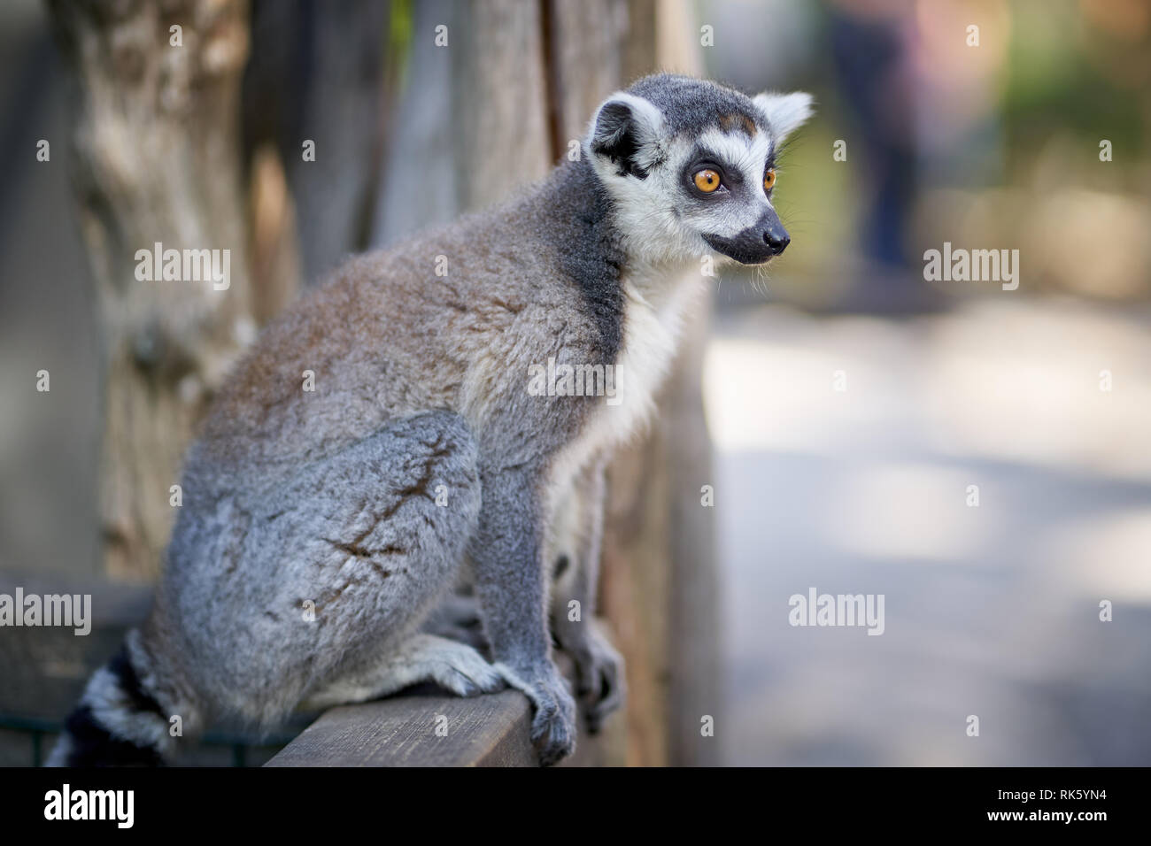 Surprised lemur hi-res stock photography and images - Alamy
