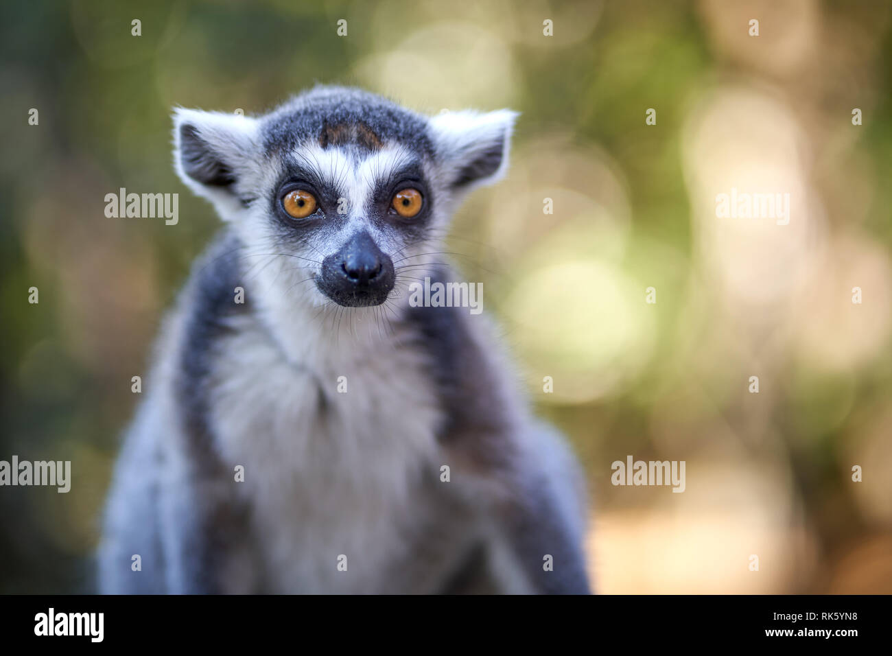 Surprised lemur hi-res stock photography and images - Alamy