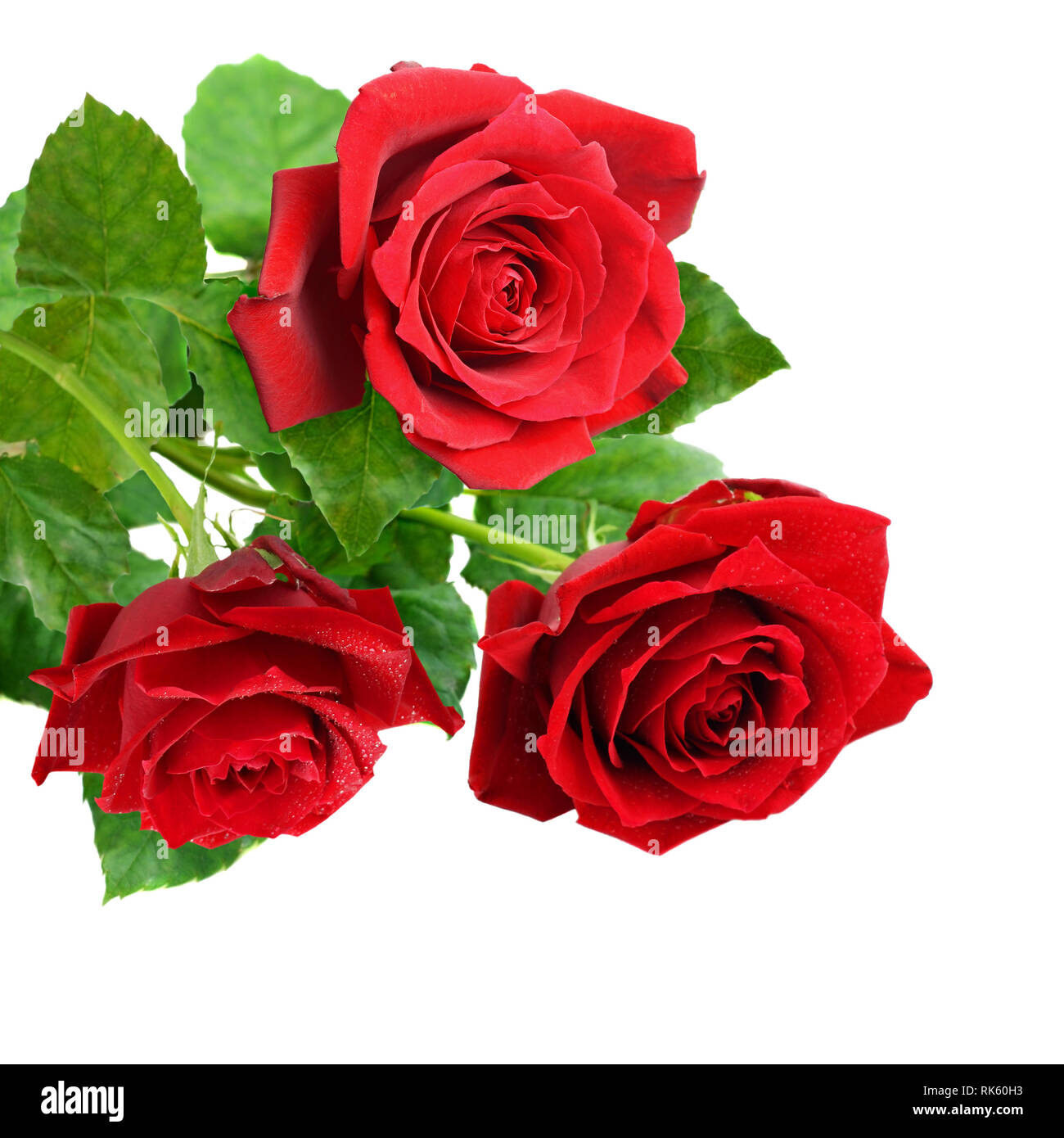 Closeup of three red rose flowers isolated on white background Stock ...