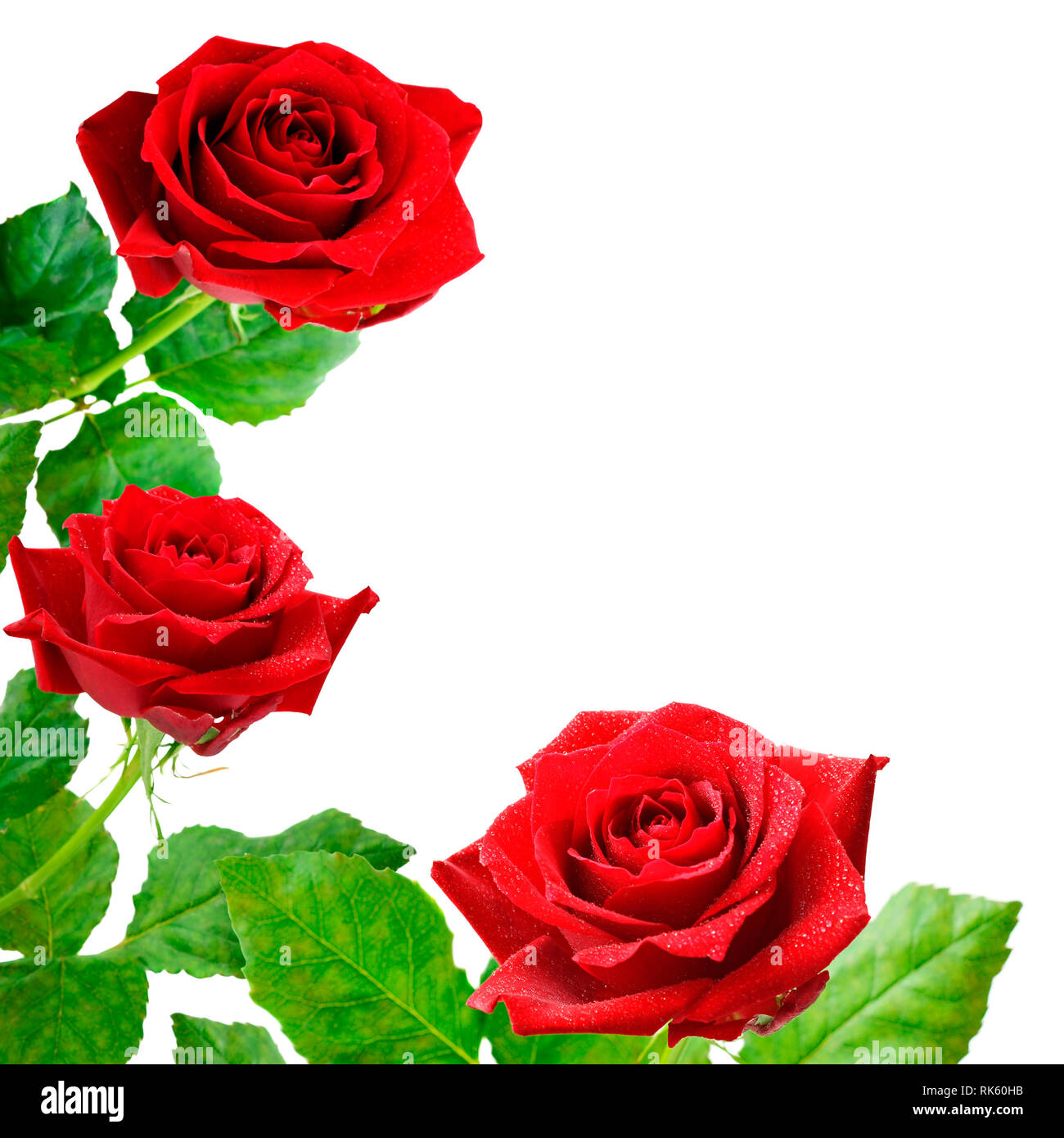Red rose flowers isolated on white background Stock Photo - Alamy