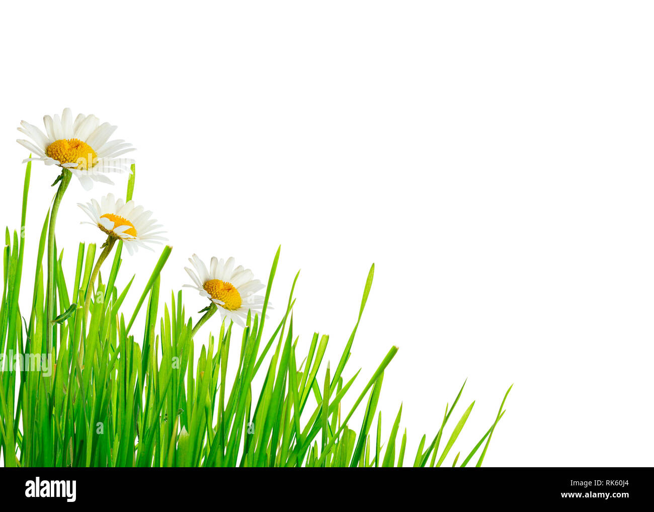 Green grass and daisy flowers corner on white background Stock Photo ...