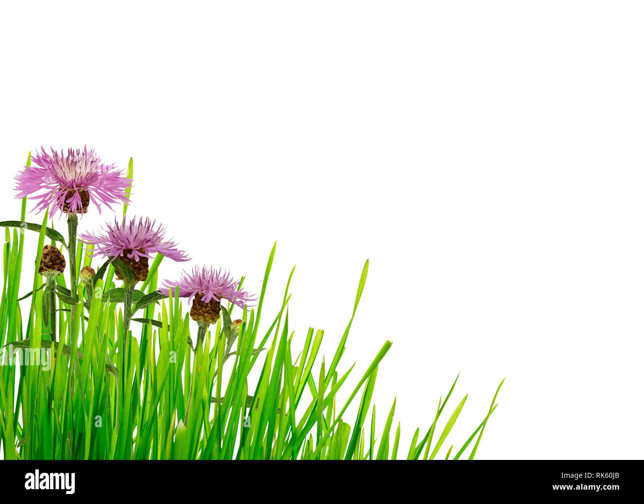 Green grass and thistle flowers corner on white background Stock Photo ...