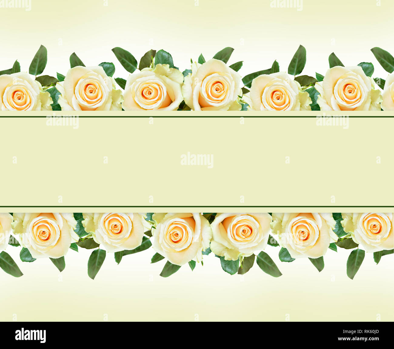 White rose flowers borders on white and green background with place for ...