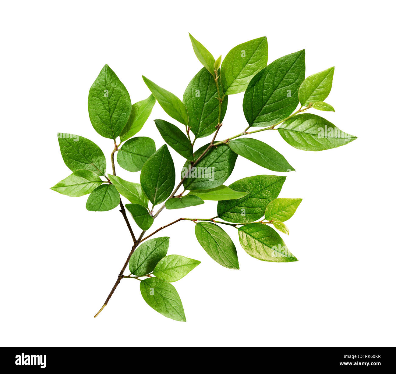 Green leaves on branch hi-res stock photography and images - Alamy