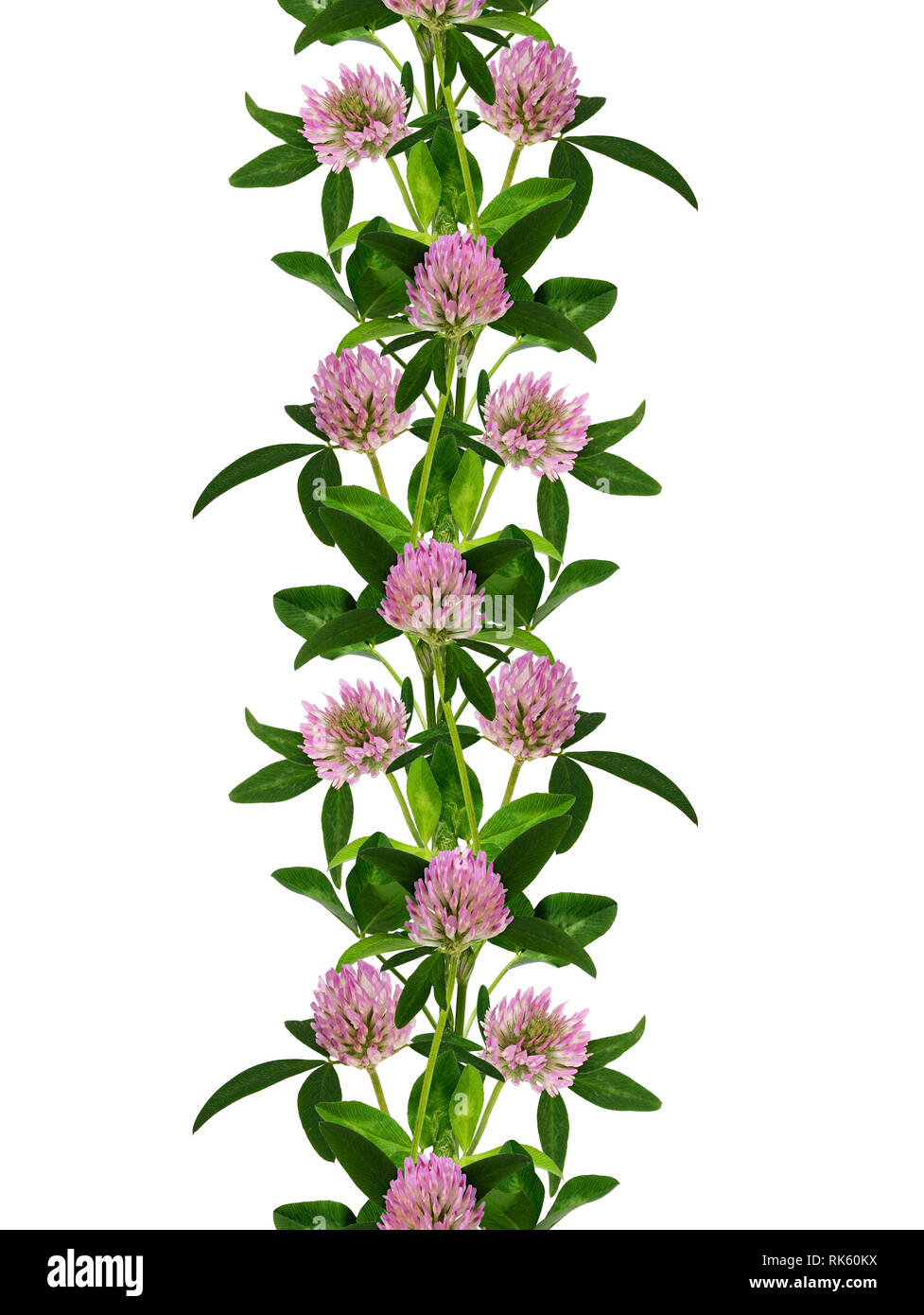 Pink clover flowers line seamless pattern isolated on white Stock Photo ...