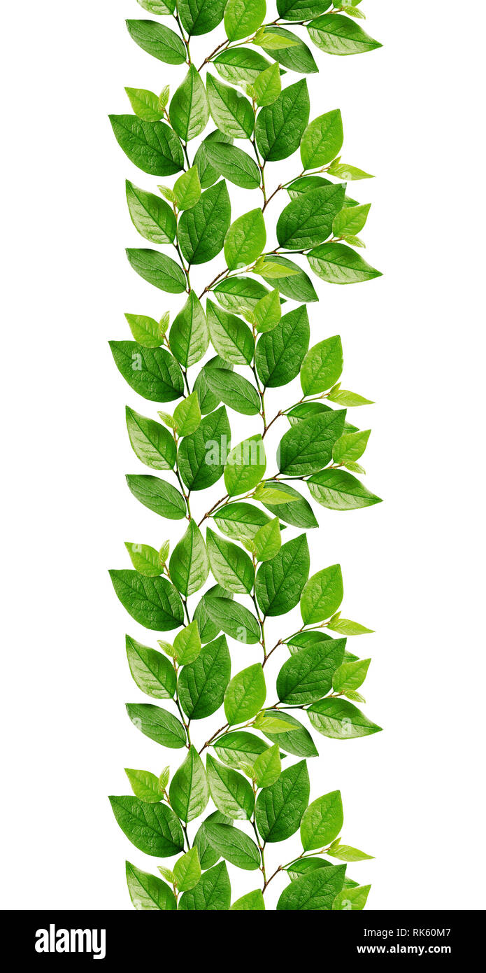 Green leaves line arrangement isolated on white background. Seamless ...