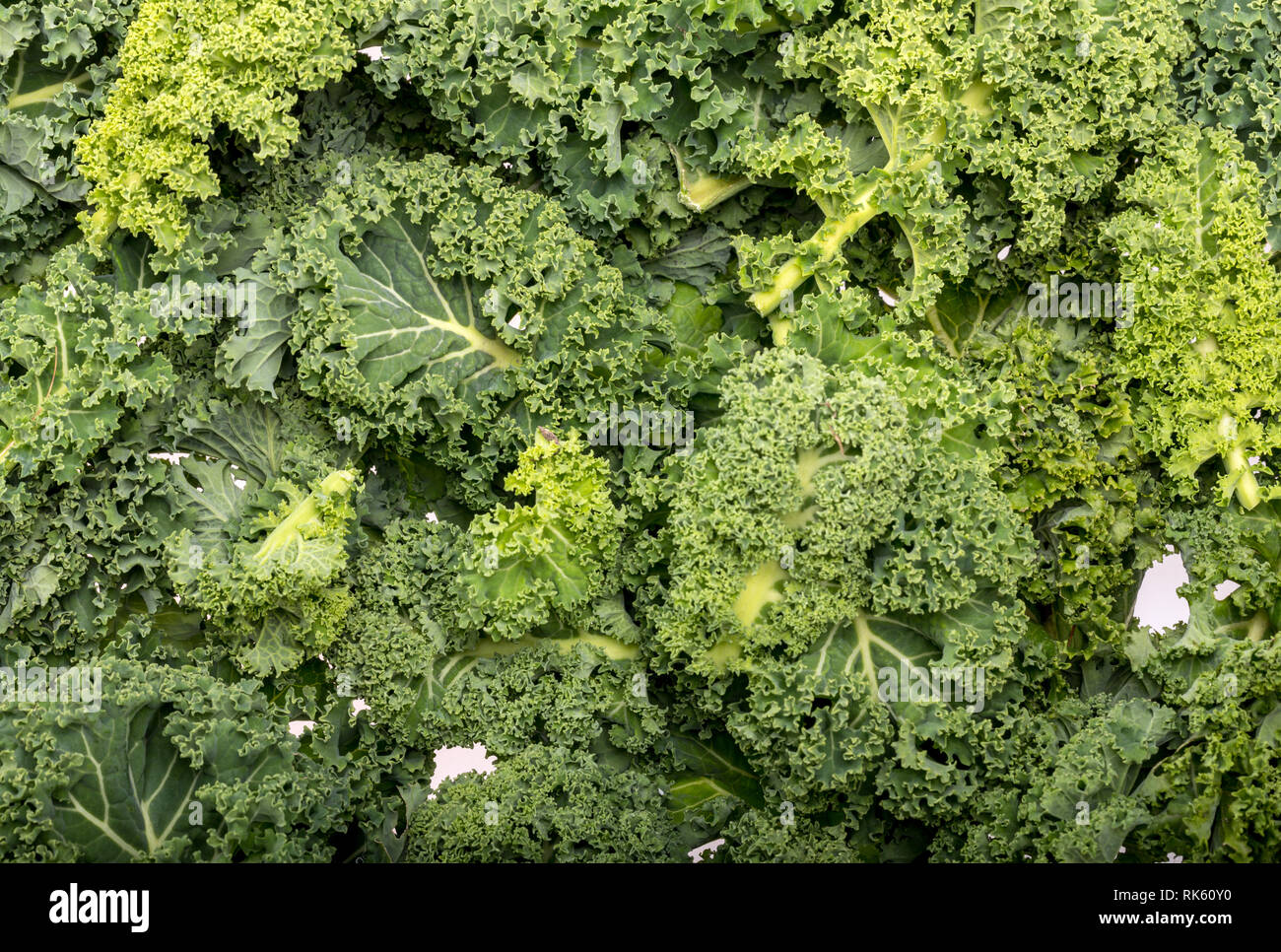 A healthy fresh curly kale Stock Photo - Alamy