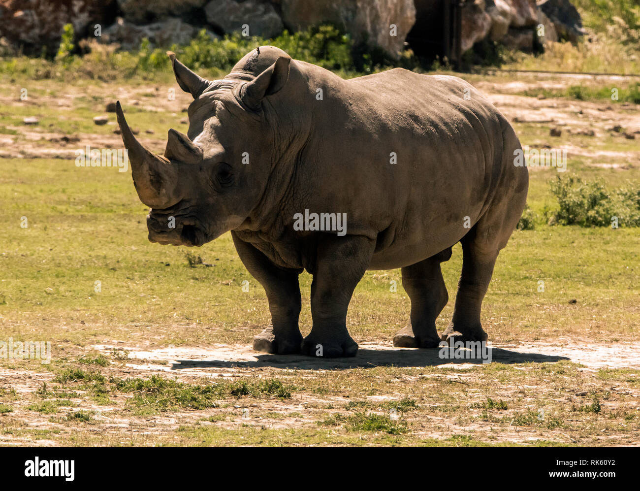 Rhino endangered species hi-res stock photography and images - Alamy