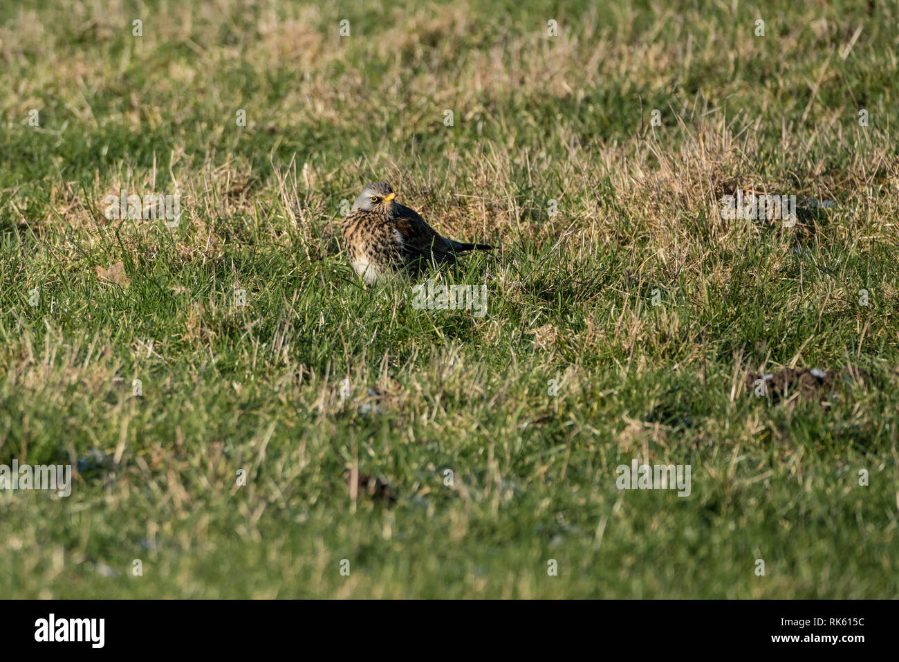 Fieldfare (Turdus pilaris) hunting for food in a grass field Stock ...