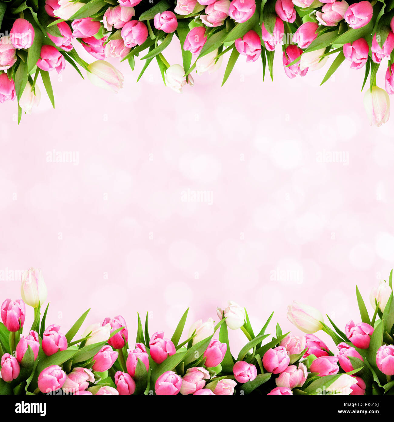 Pink tulip flowers border on holiday background Stock Photo - Alamy