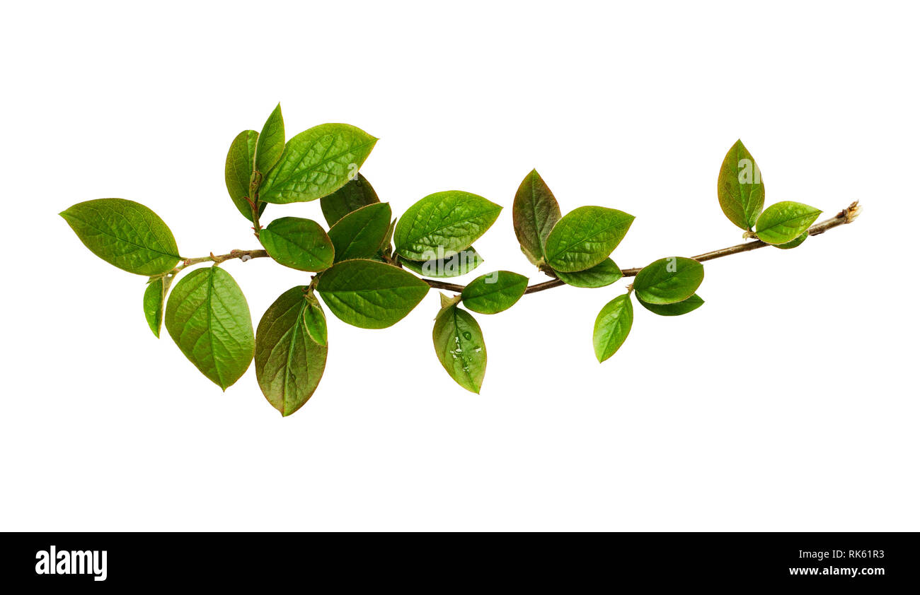 Green leaves on branch hi-res stock photography and images - Alamy