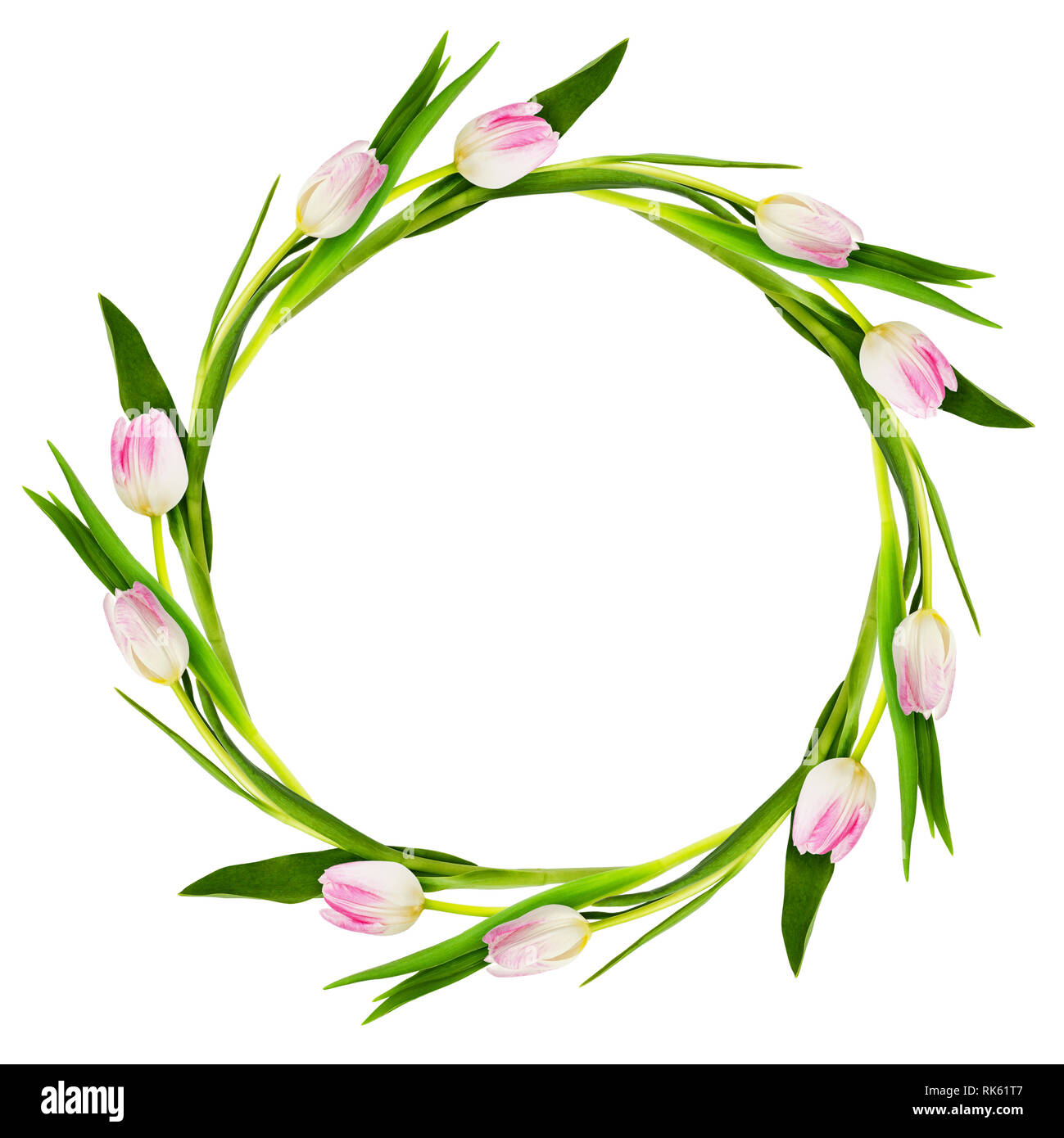Pink and white tulip flowers round frame isolated on white Stock Photo ...