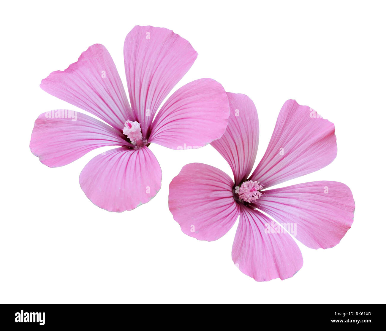 Two pink flowers hi-res stock photography and images - Alamy