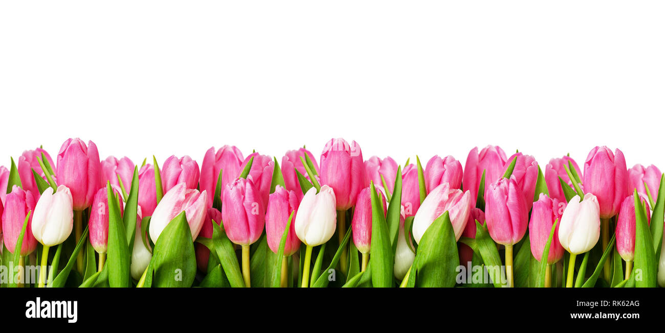 Pink tulip flowers border isolated on white background. Flat lay. Top ...